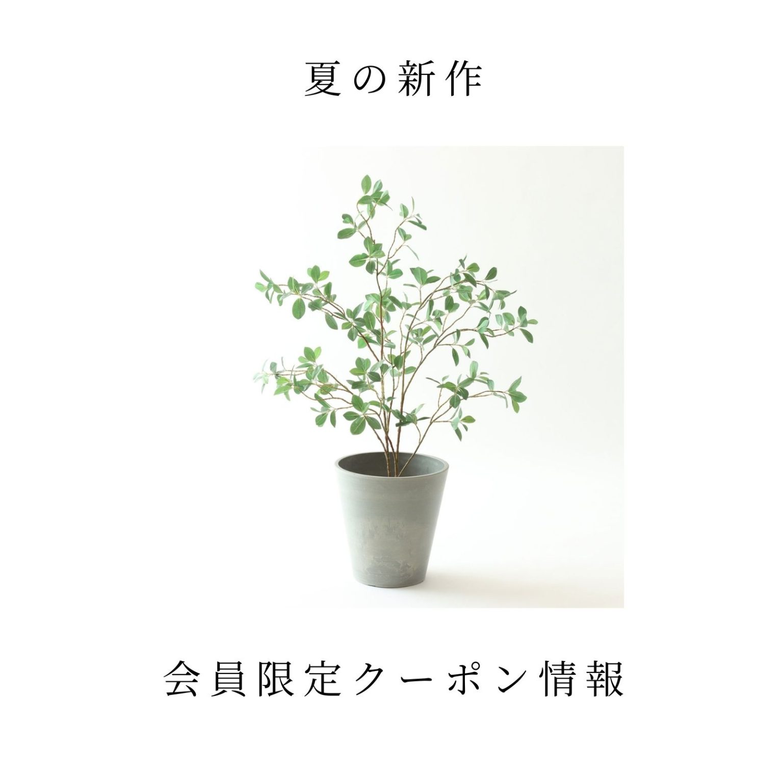 夏の新作＆会員限定クーポン情報 | コラム | プレミアム光触媒フェイクグリーン 造花ドットコム｜zouka.com